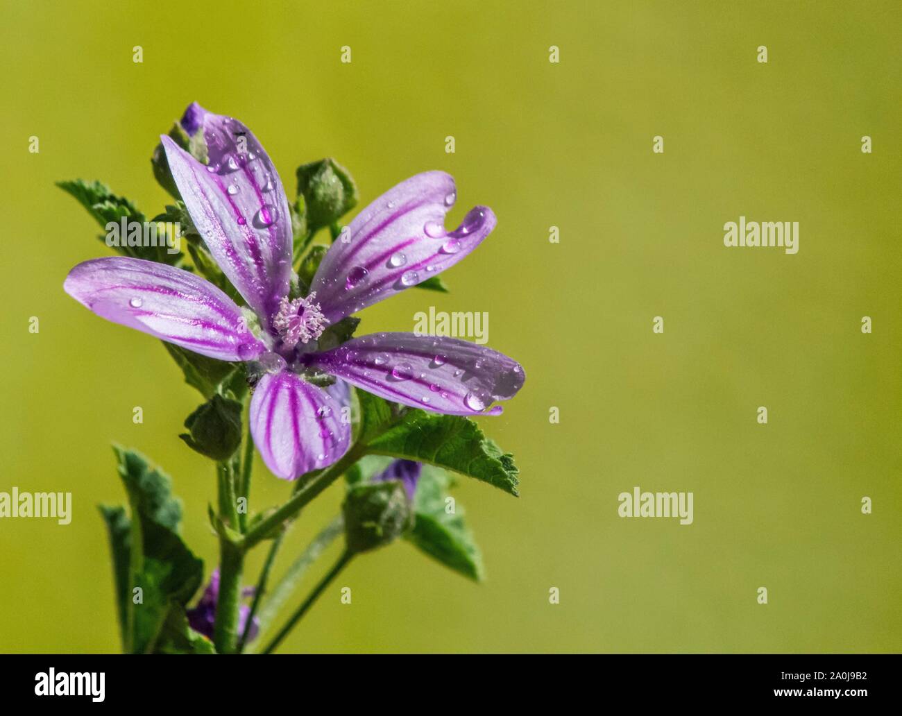 Macro purple flower hi-res stock photography and images - Alamy