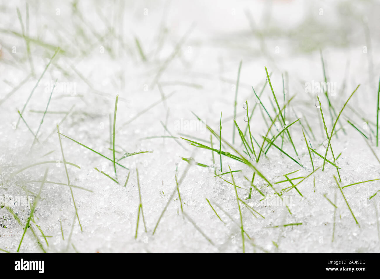 Snow on the grass. First snow lying on green grass. Weather forecast ...