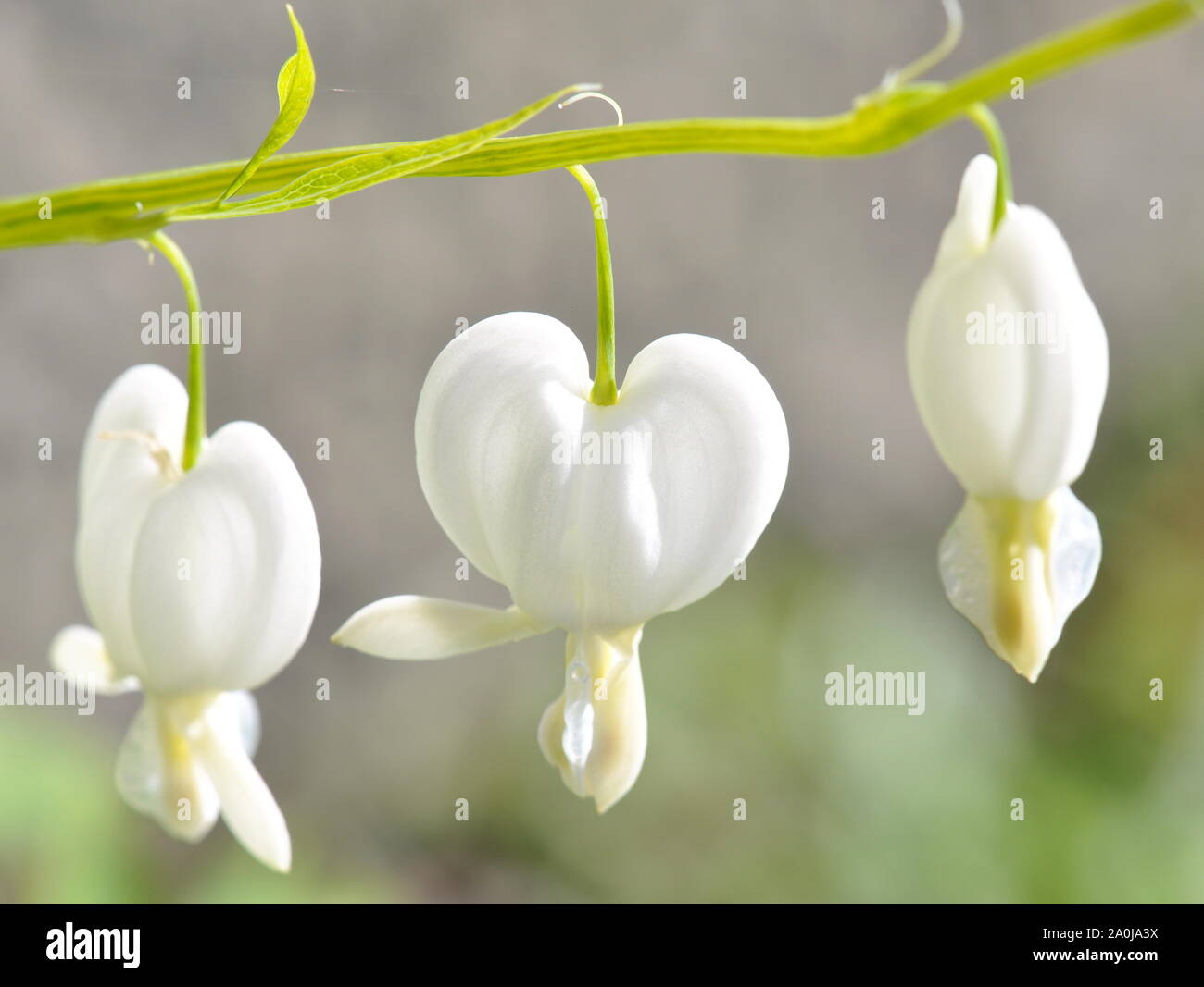 White dicentra flowers hi-res stock photography and images - Alamy