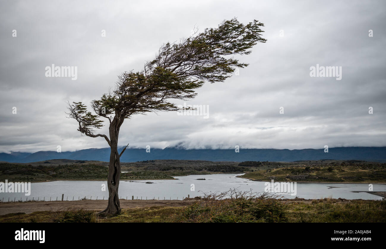 Tree bent by the extreme wind in South Patagonia, Argentina Stock Photo ...