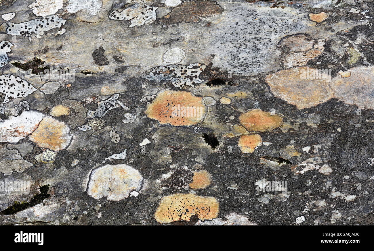 Porpidia lichen on a stone Stock Photo - Alamy
