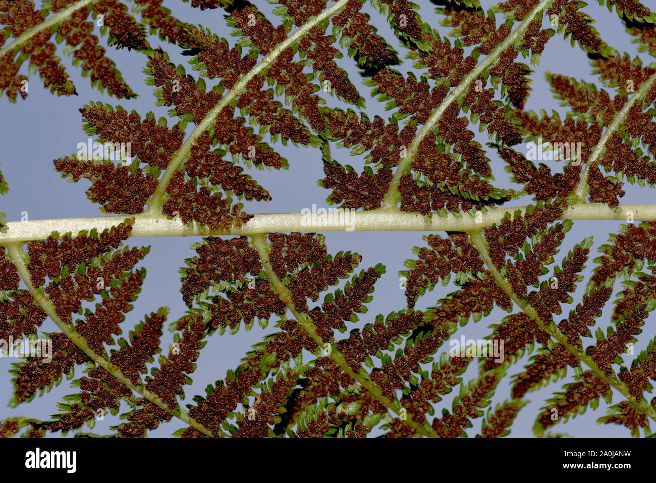 Plant Spores High Resolution Stock Photography and Images - Alamy