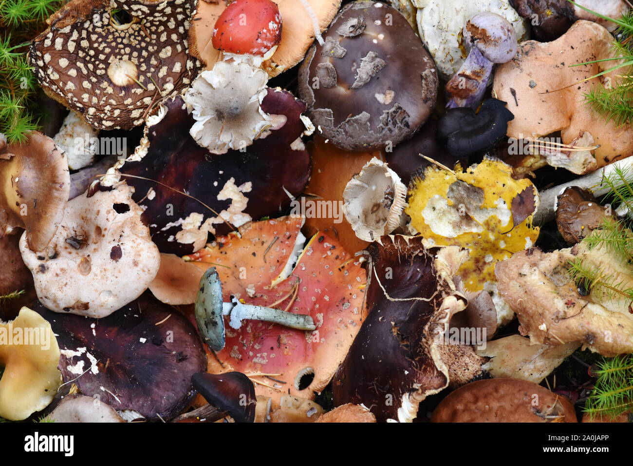 Fungus diversity many fungus species in a collection Stock Photo - Alamy