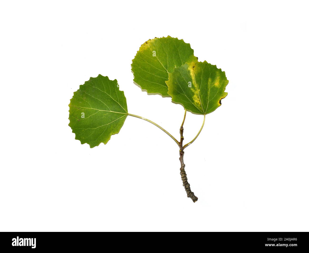 Branch from common aspen tree Populus tremula Stock Photo - Alamy