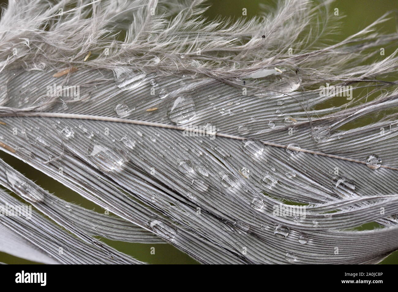 Wet birds hi-res stock photography and images - Alamy