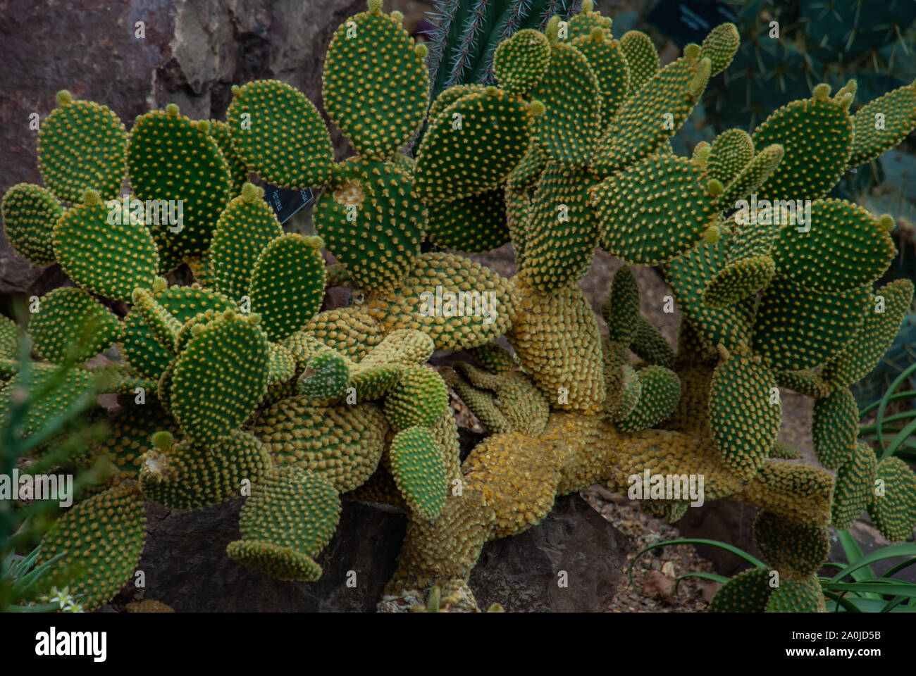 bunny ears or Opuntia microdasys, angel's wings, polka dot cactus ...
