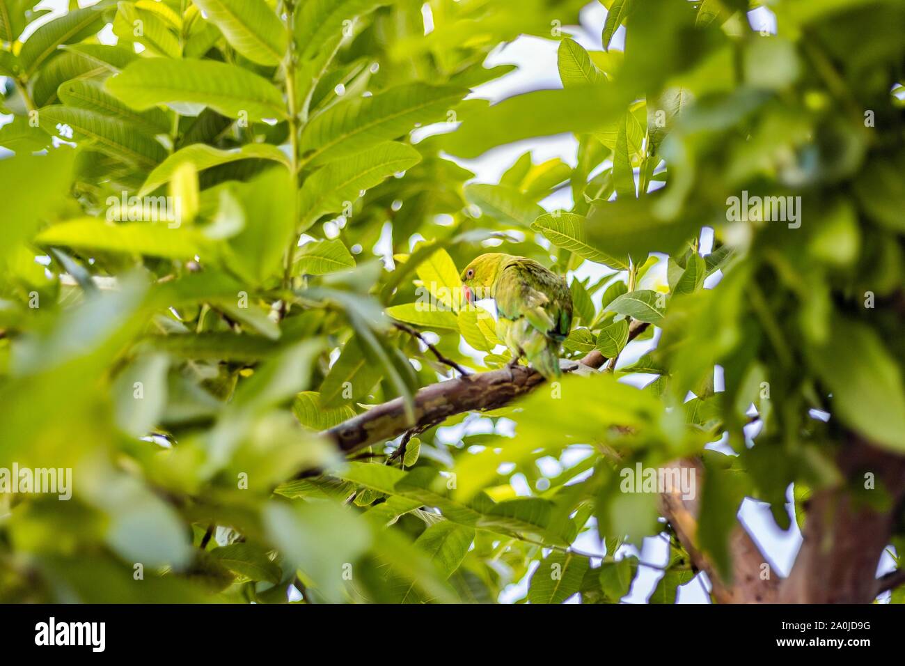 Green asian parrot sitting on a guava tree. Camouflage in nature Stock ...