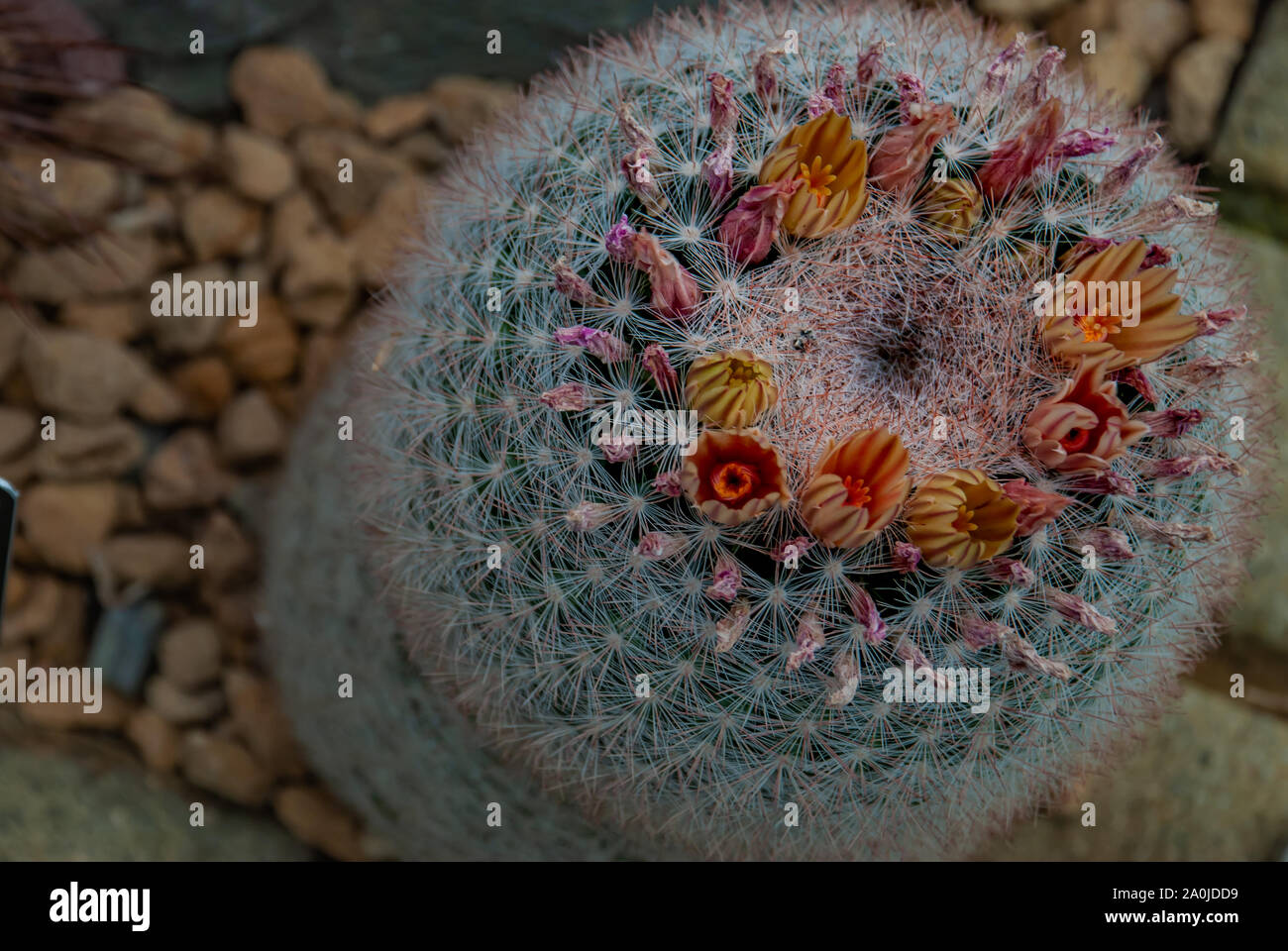 Mammillaria candida hi-res stock photography and images - Alamy