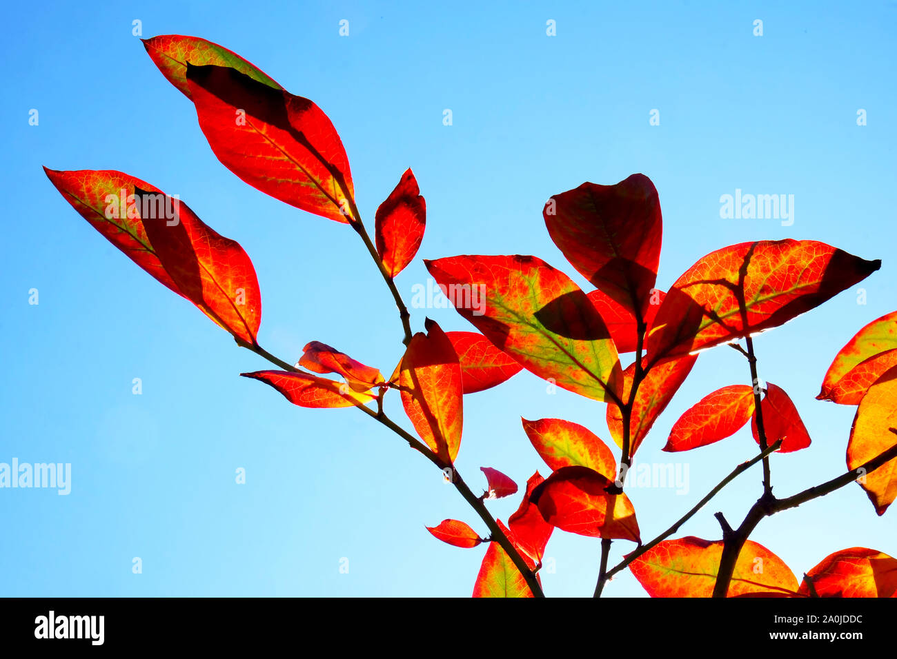 Oval leaves hi-res stock photography and images - Alamy