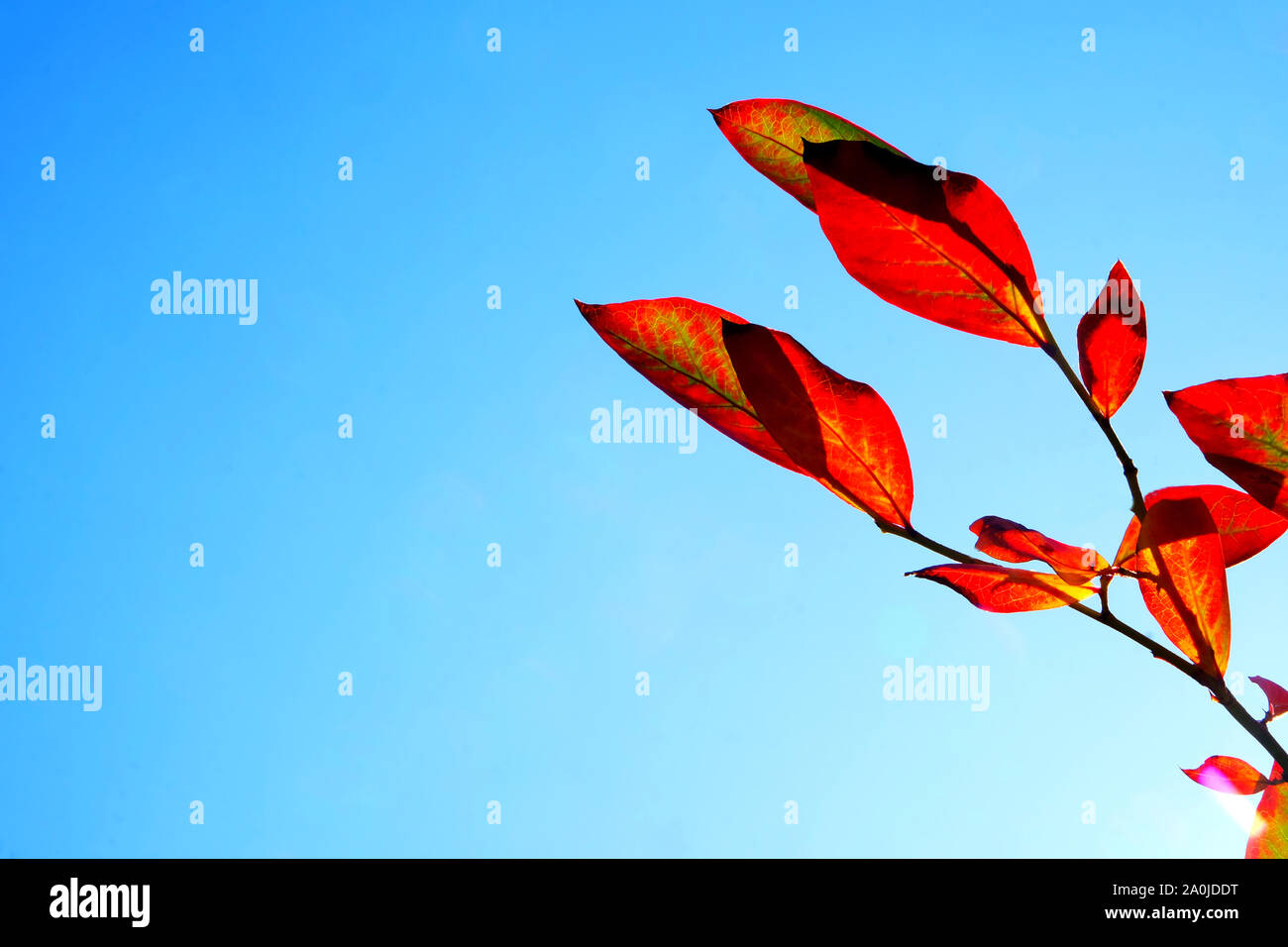 A branch of red and green oval leaves on the right on the right a blue ...