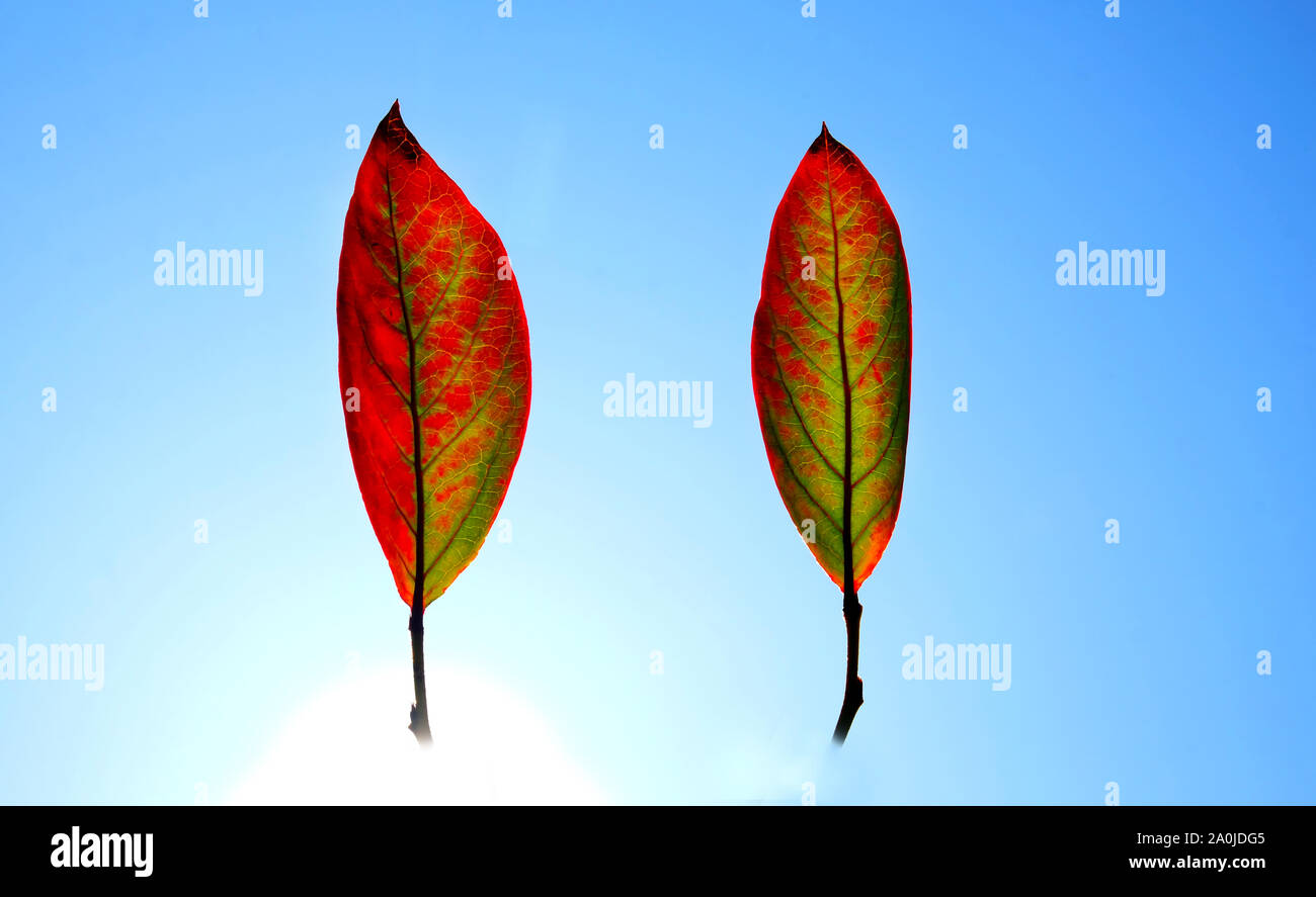 Vibrant red oval shapes hi-res stock photography and images - Alamy