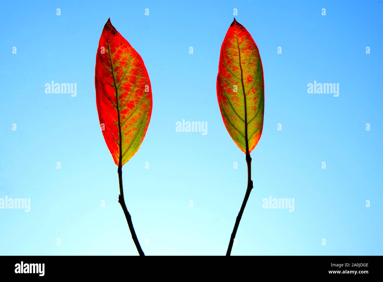 Oval leaves hi-res stock photography and images - Alamy