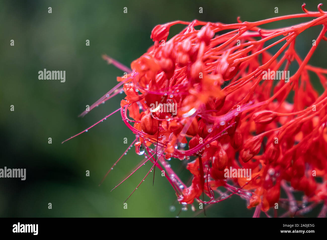 Ripple water flower hi-res stock photography and images - Alamy