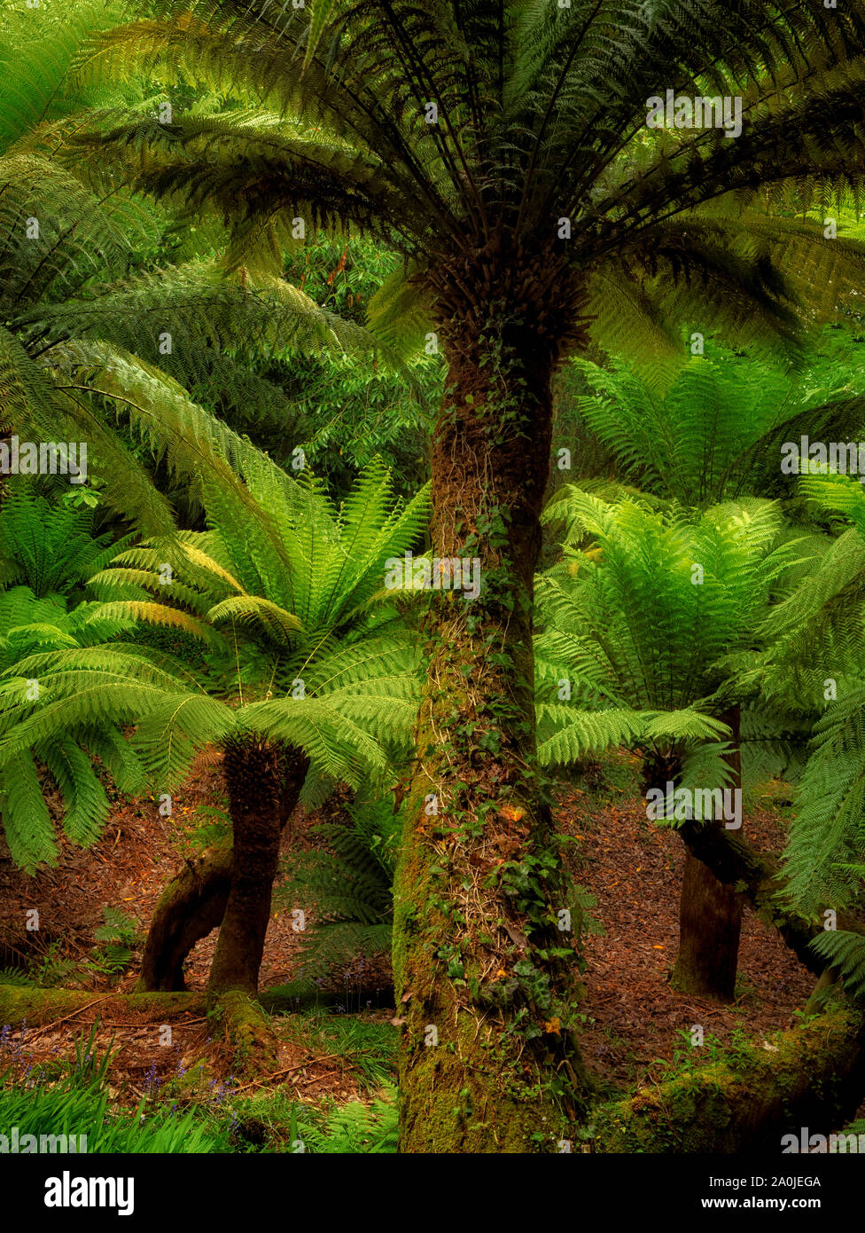 Australian Soft Tree Fern (Dicksonia antarctica). Trewidden Gardens ...