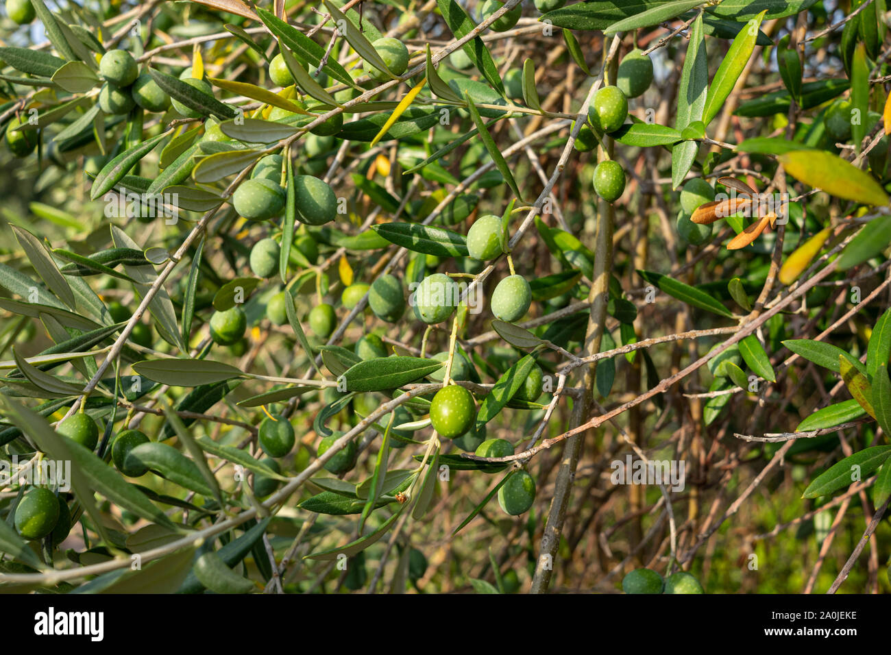 Italian olive tree hi-res stock photography and images - Alamy