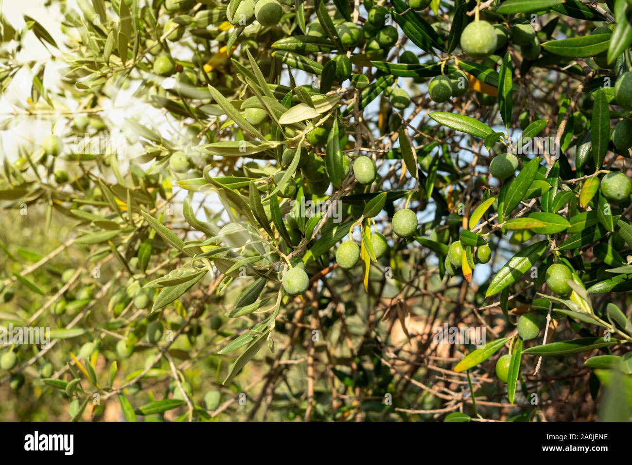 Italian olive tree hi-res stock photography and images - Alamy