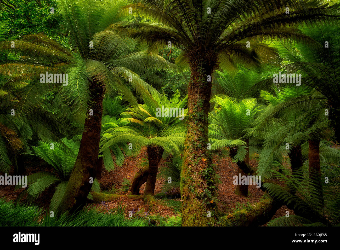 Australian Soft Tree Fern (Dicksonia antarctica). Trewidden Gardens ...