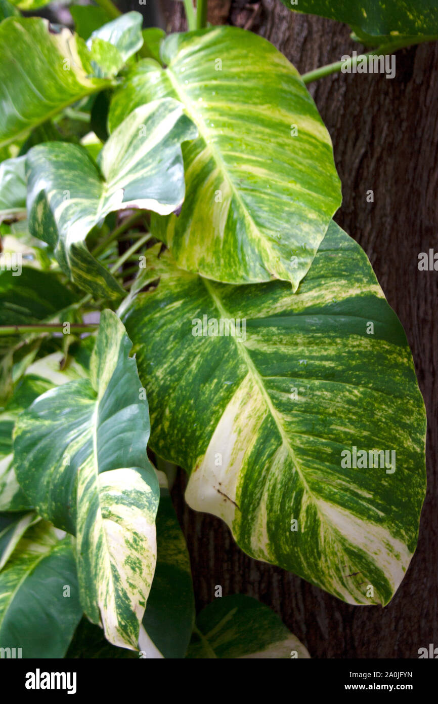 Epipremnum aureum also known as devil's ivy plant leaves with rain ...