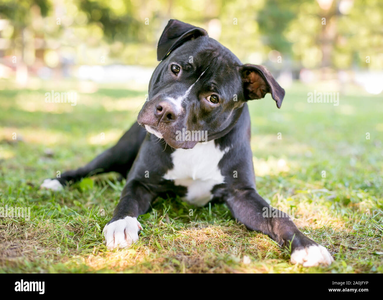 A curious black and white Pit Bull Terrier mixed breed dog lying in the ...