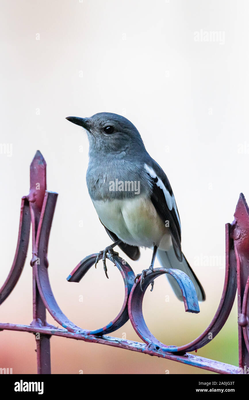 Female Oriental Magpie Robin High Resolution Stock Photography and ...