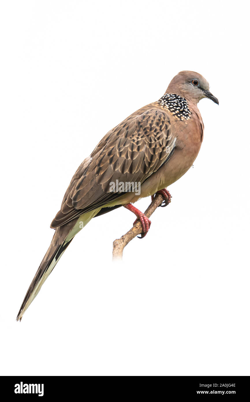 Spotted dove perching on a perch isolated on white background Stock ...