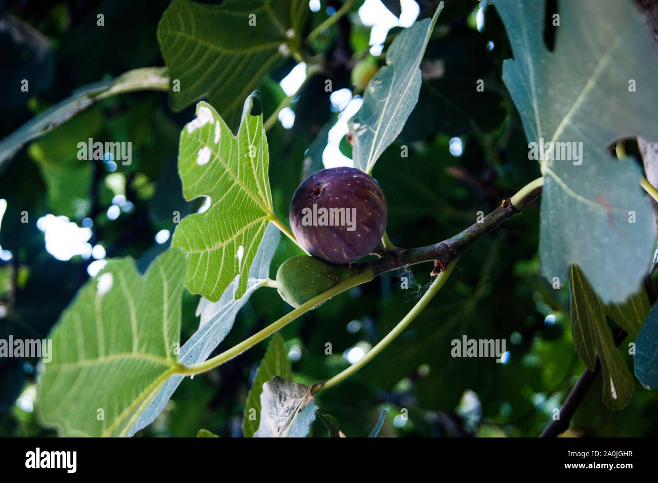 Close-up of ripe fig fruit on a tree branch Stock Photo - Alamy
