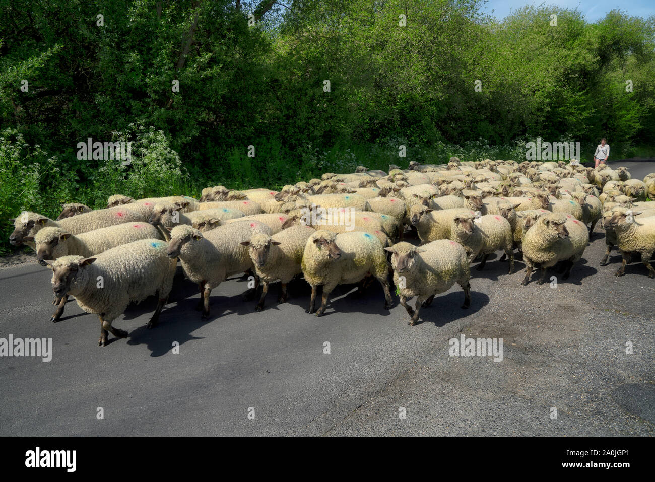 Shep being teransported down road in England. Dorset Stock Photo - Alamy