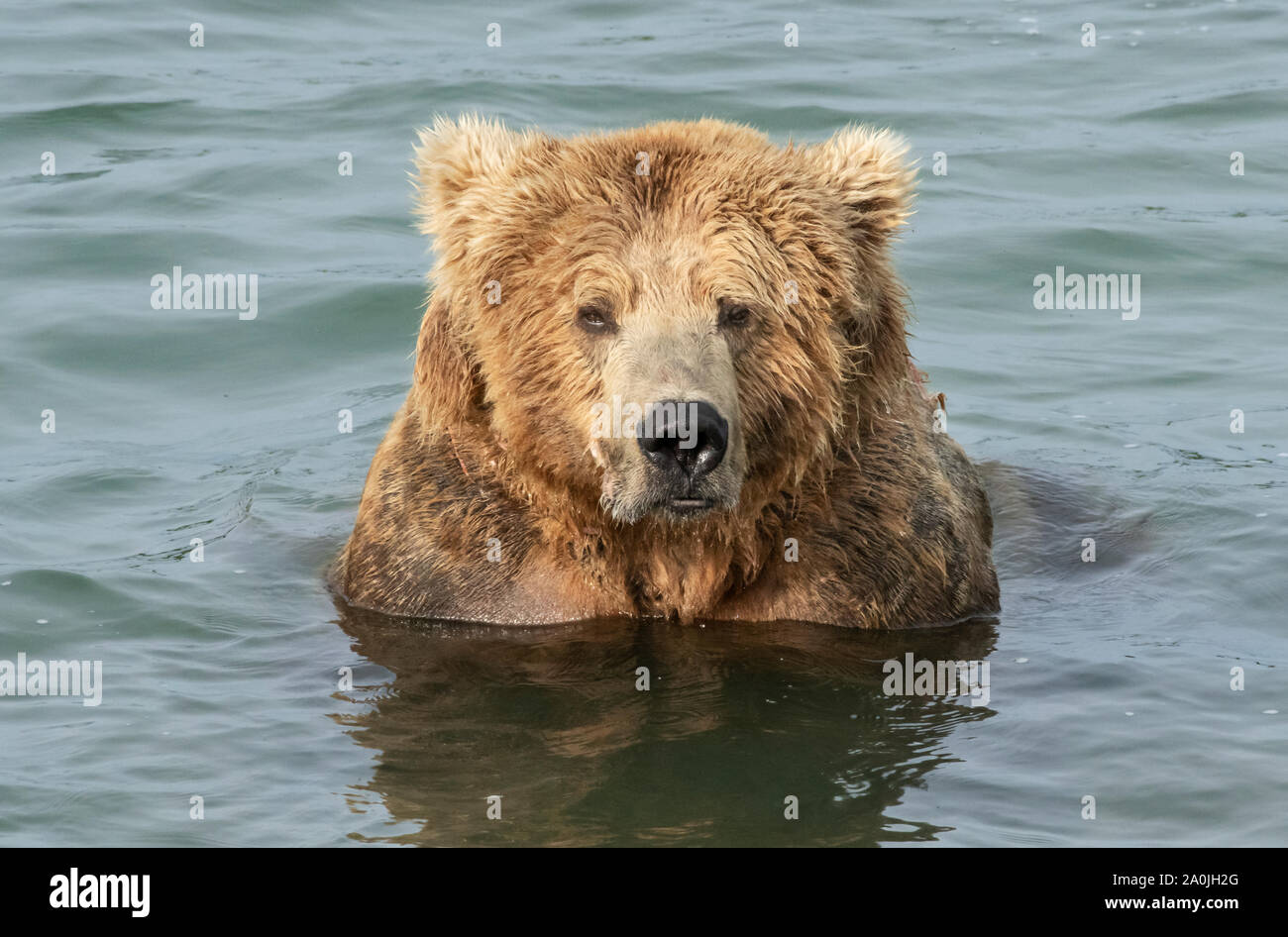 North America; United States; Alaska; McNeil River State Game Sanctuary ...