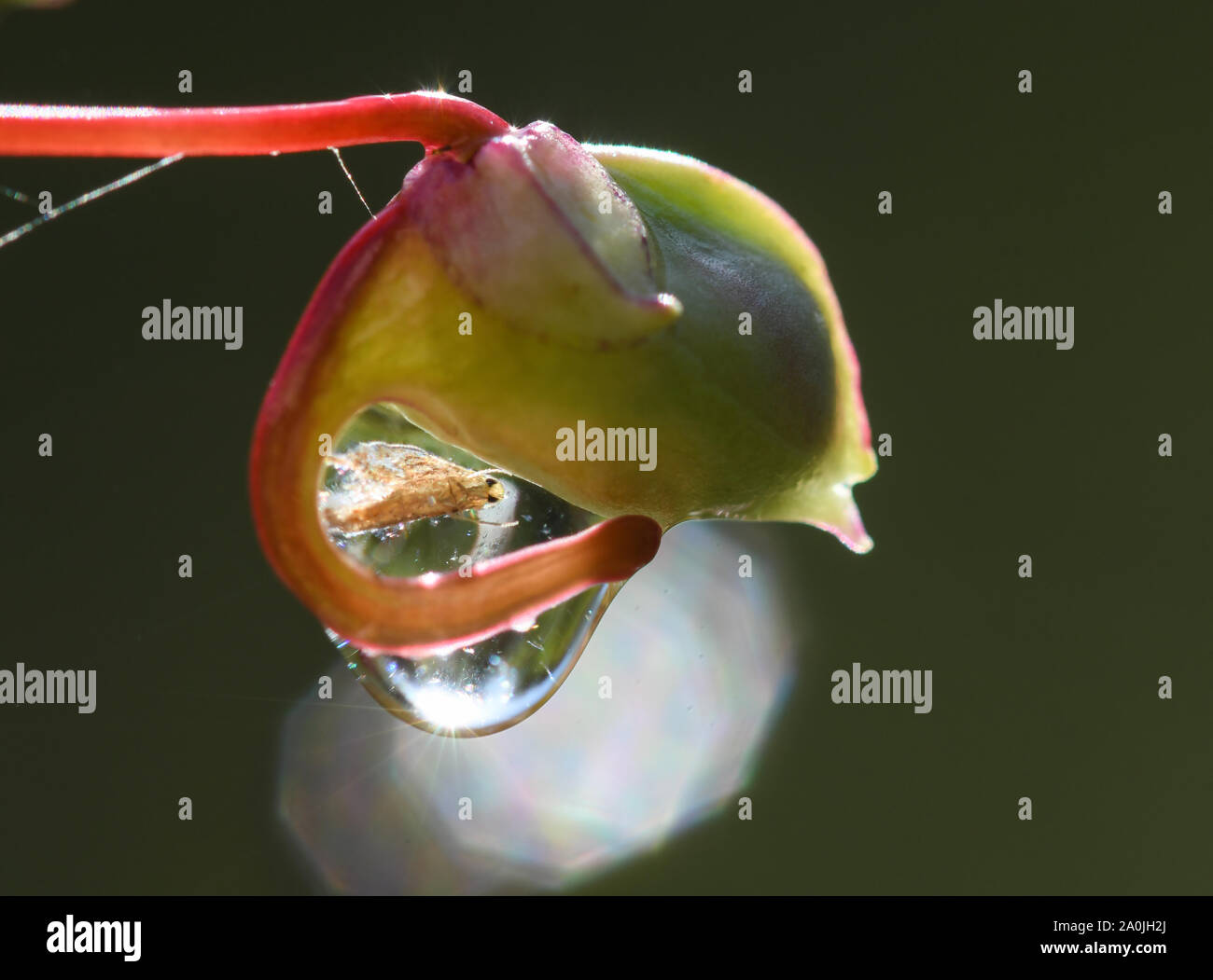 Destellos hi-res stock photography and images - Alamy