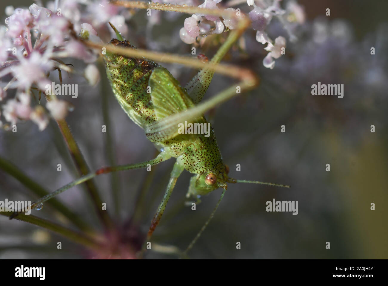 Mediterranean insects hi-res stock photography and images - Alamy
