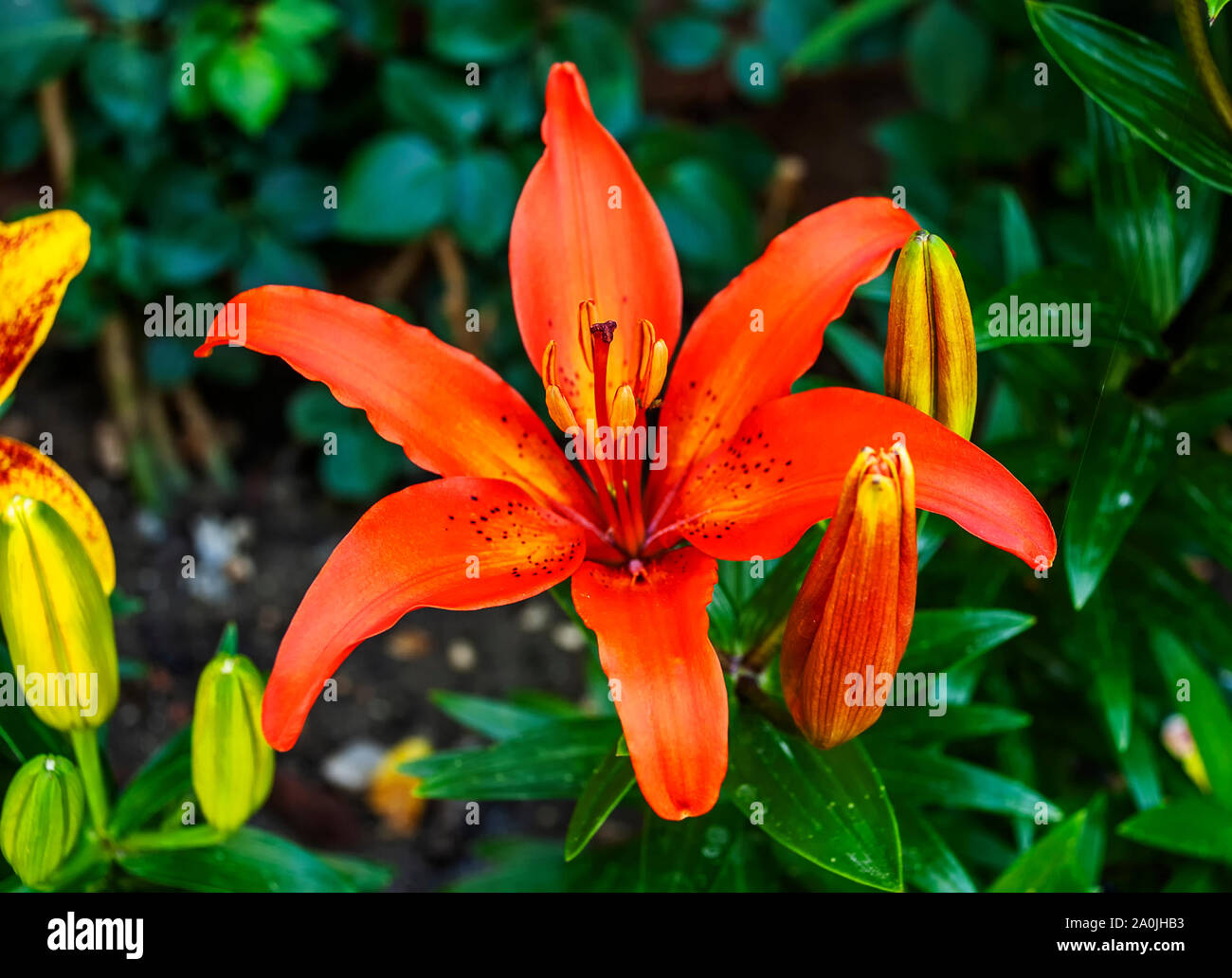 Orange Lily (Lilium bulbiferum) in bloom Stock Photo - Alamy