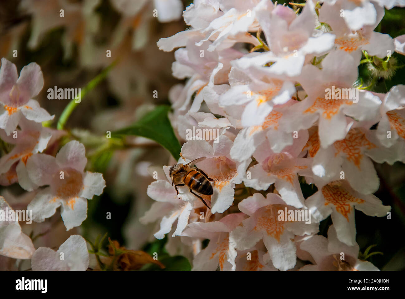 Pink Jasmine (Jasminum polyanthum) in bloom Stock Photo - Alamy