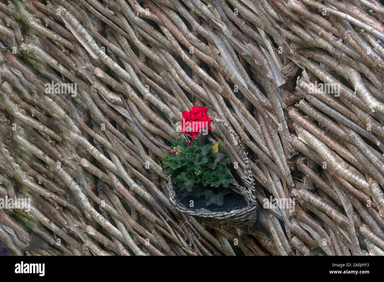 Flower planted in thatched wall. England Stock Photo - Alamy