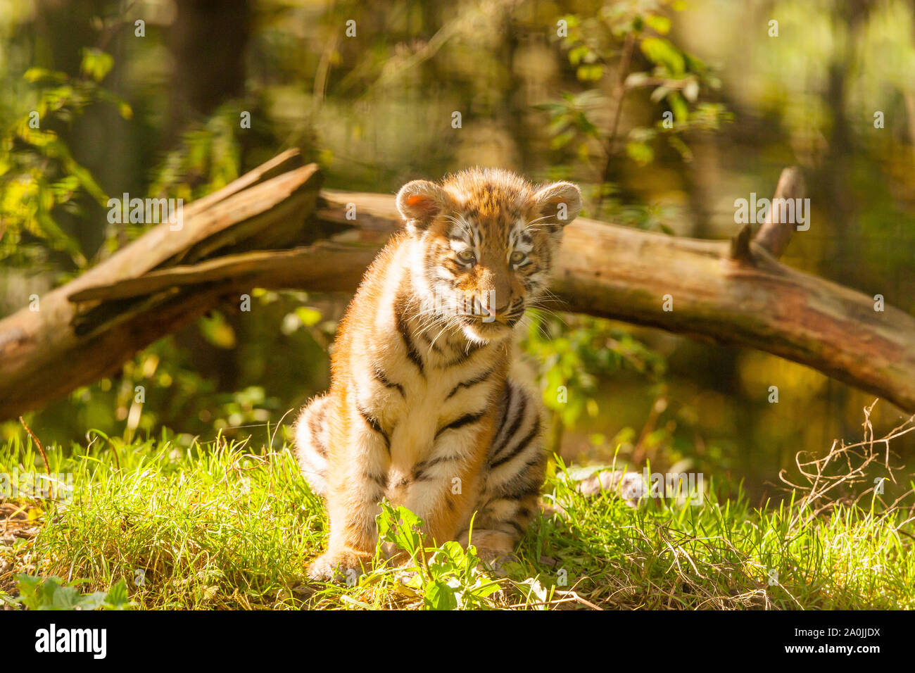 Tiger resting under tree hi-res stock photography and images - Alamy