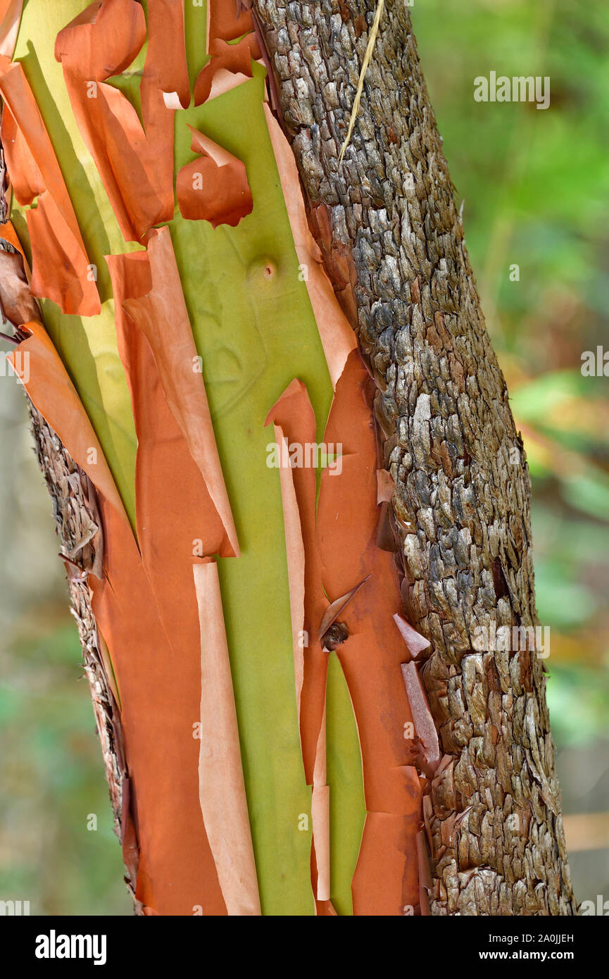 A vertical close up image of the trunk of a Pacific Madrone, Arbutus ...