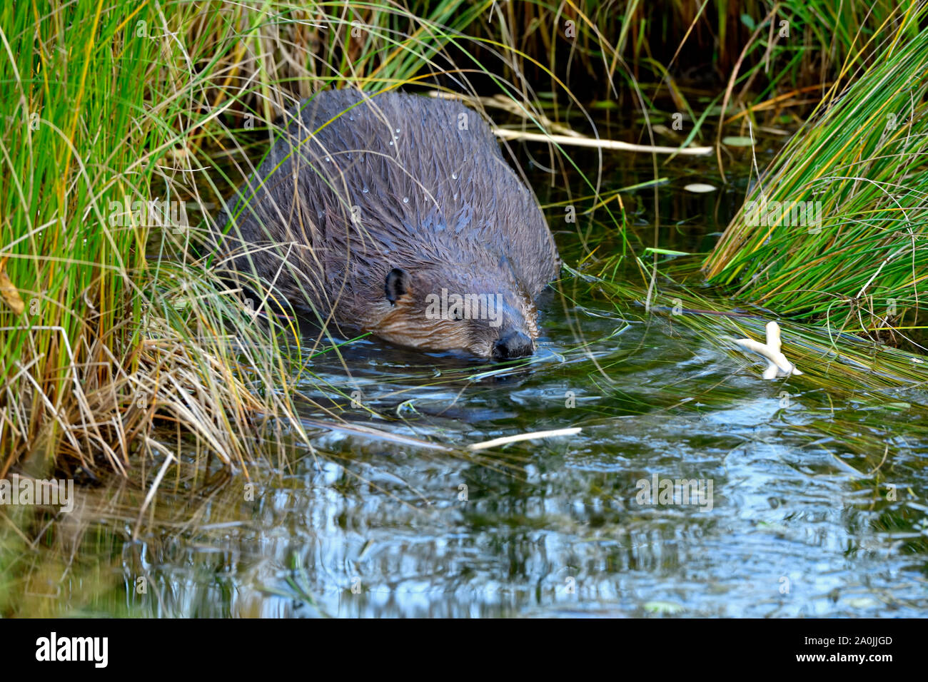 A wild beaver (Castor canadensis), slipping into the water from his ...