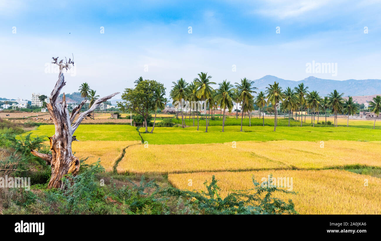 View of the Indian rural landscape, Puttaparthi, India Stock Photo - Alamy