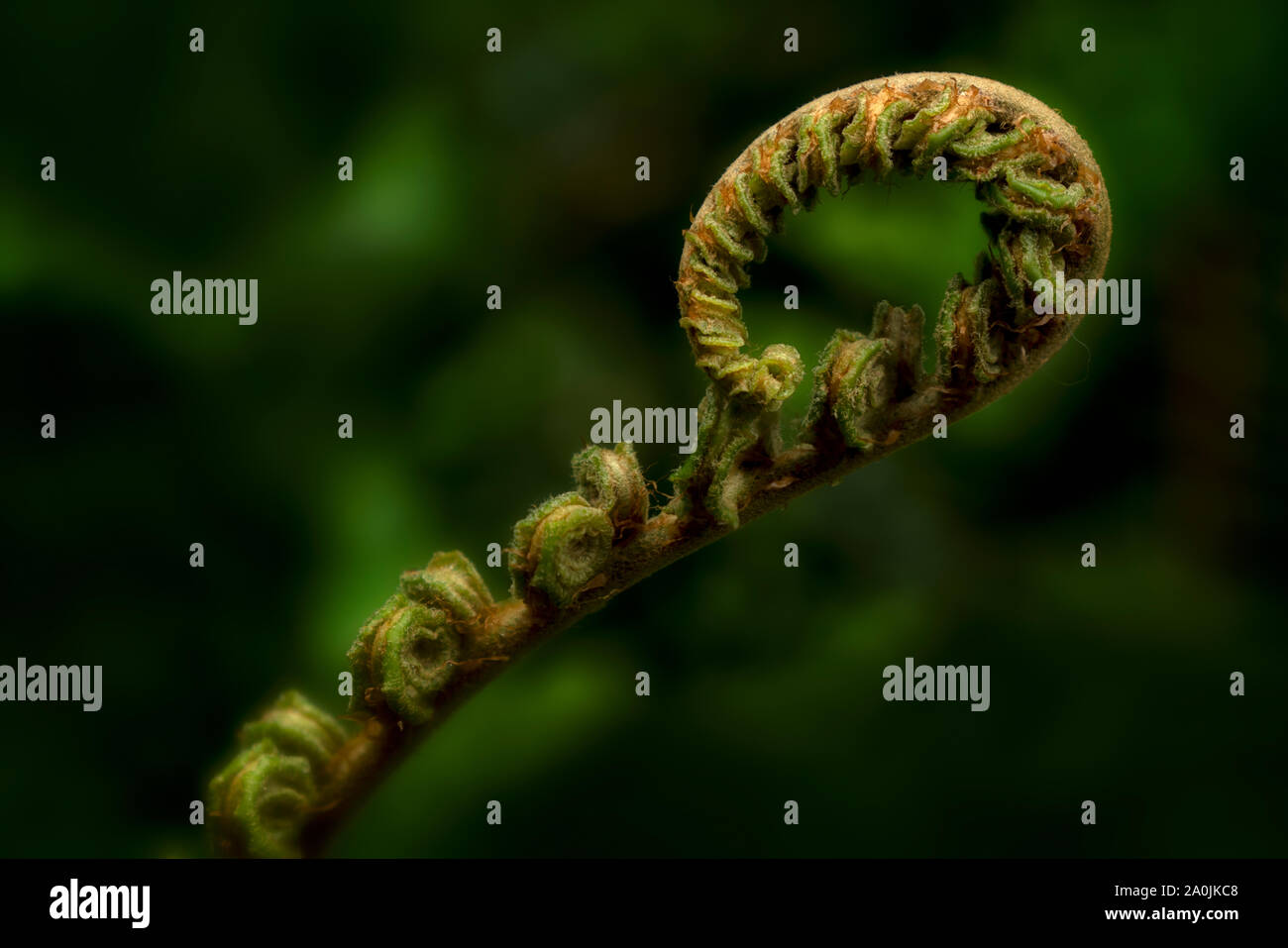 Opening garden fern hi-res stock photography and images - Alamy