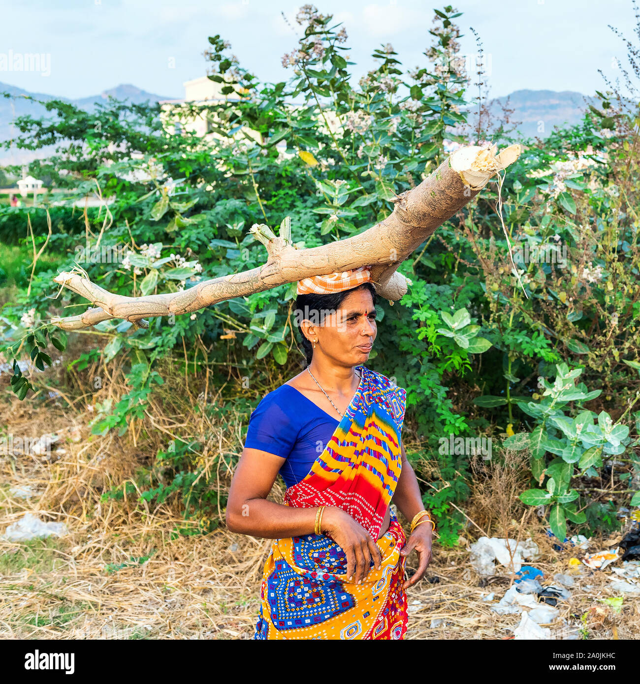 PUTTAPARTHI, INDIA - NOVEMBER 29, 2018: Indian woman carries a tree ...