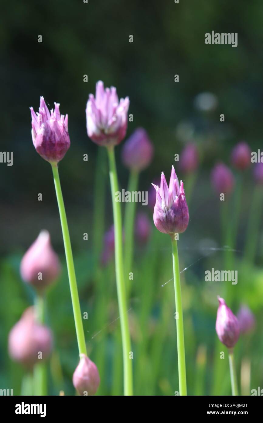 Up close flower pictures hi-res stock photography and images - Alamy