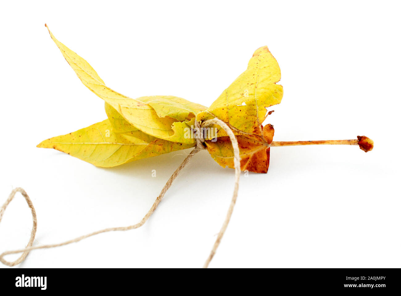 maple leaf wrapped with rope on white background image Stock Photo - Alamy
