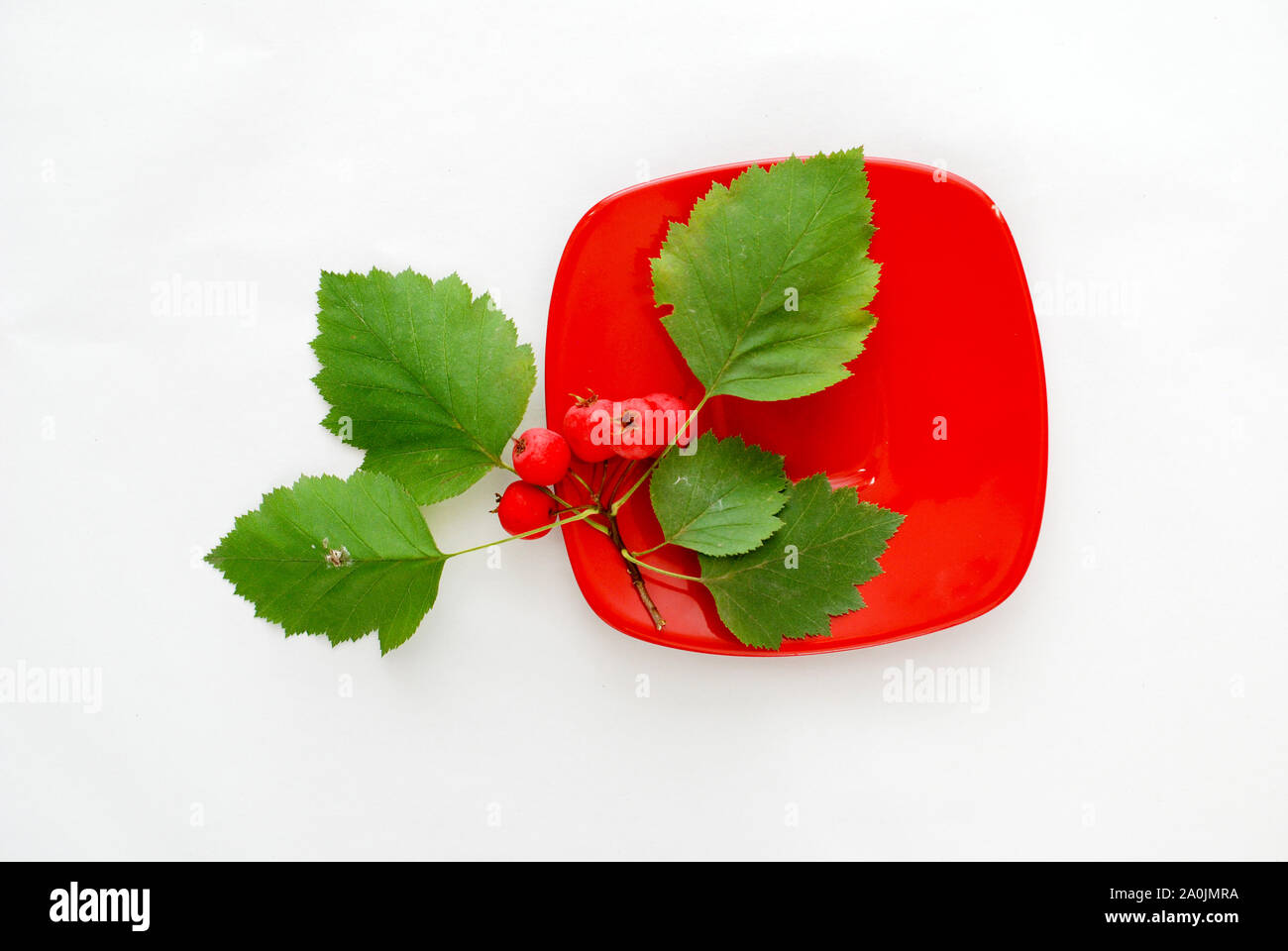 red berries with leaves on white background, image Stock Photo - Alamy