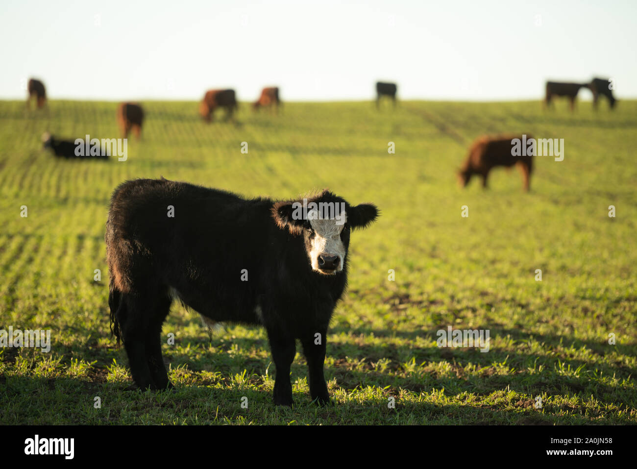 A young steer in the meadow Stock Photo - Alamy