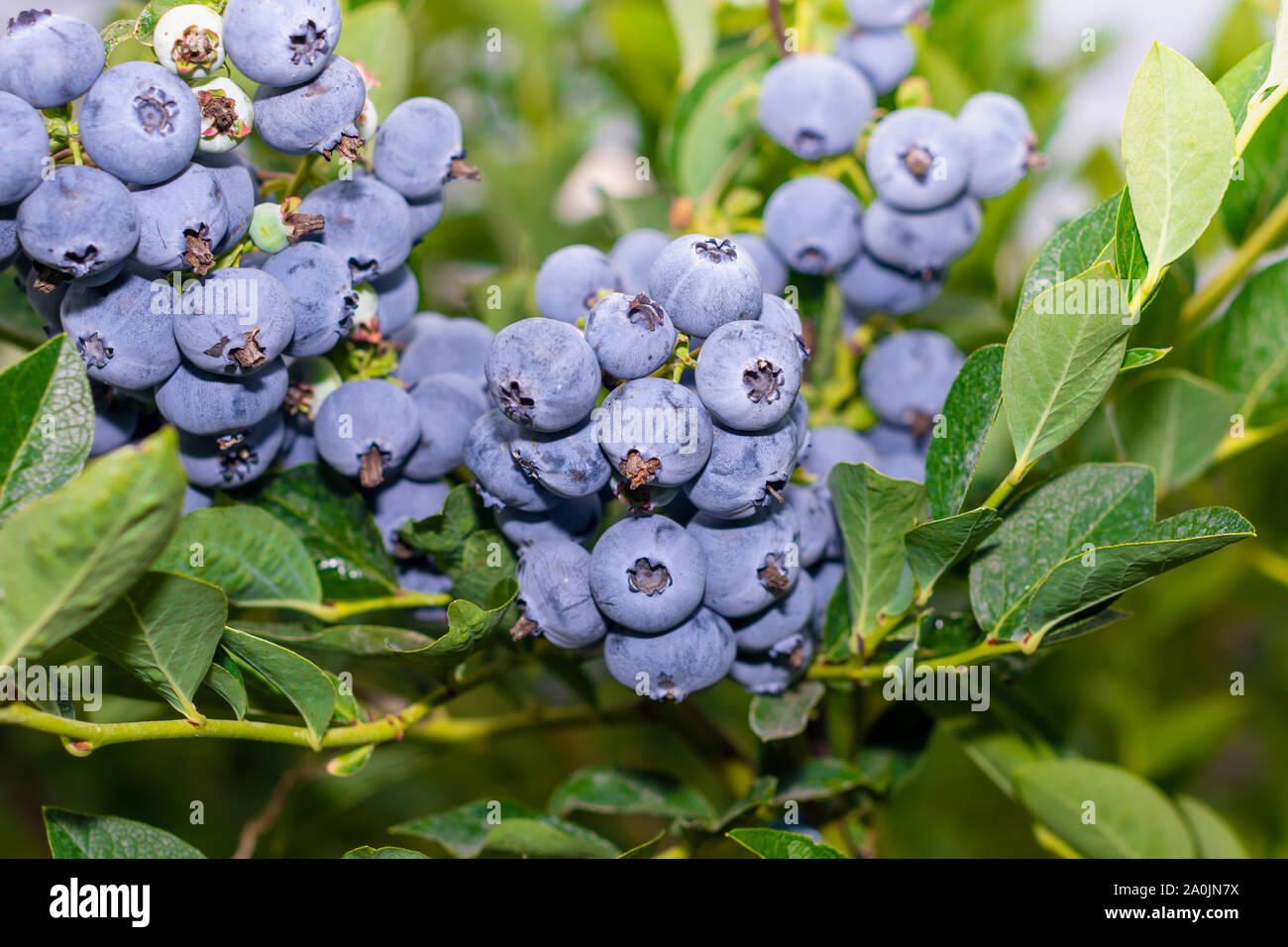 ripe blueberry close-up in hand in the sun. The concept of growing ...
