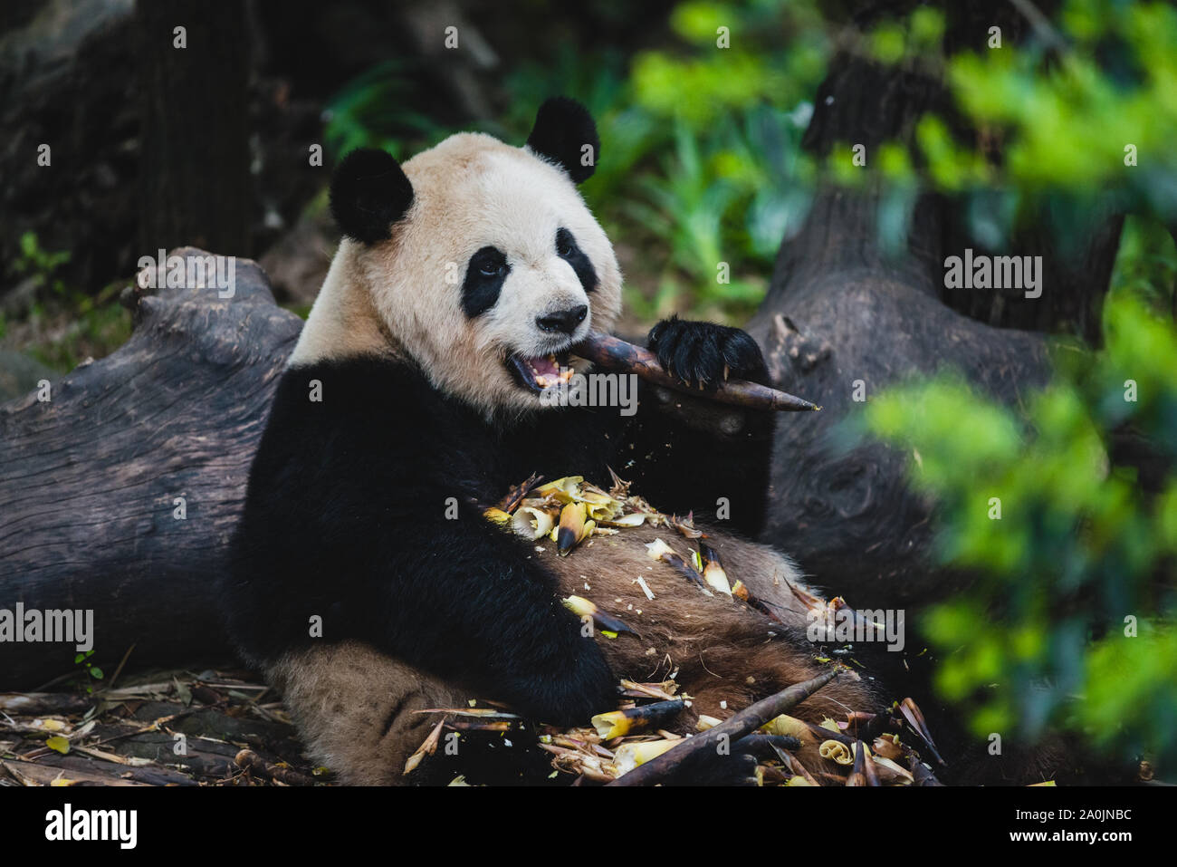 A giant panda eats bamboo in Chengdu, China Stock Photo - Alamy