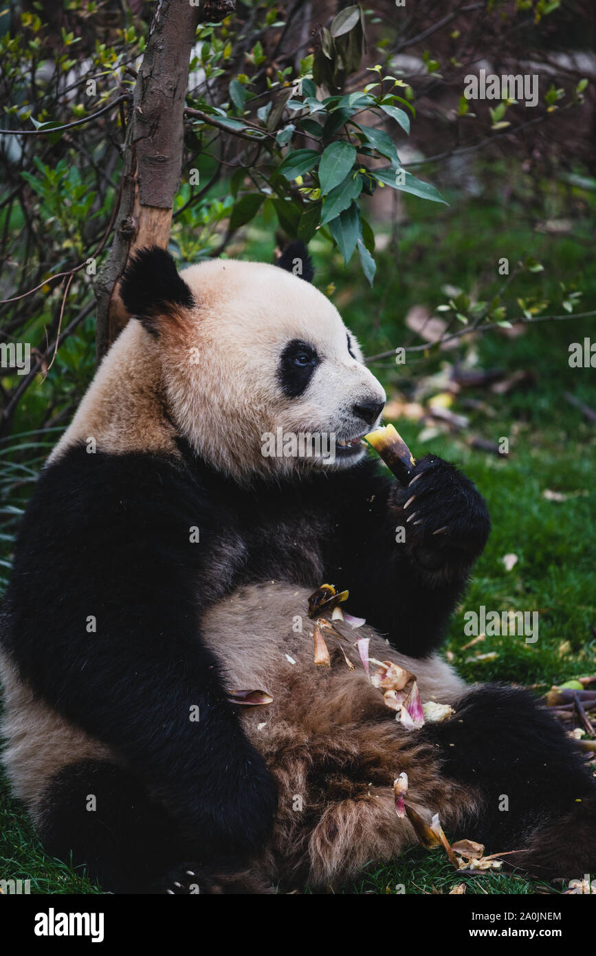 A giant panda eats bamboo in Chengdu, China Stock Photo - Alamy