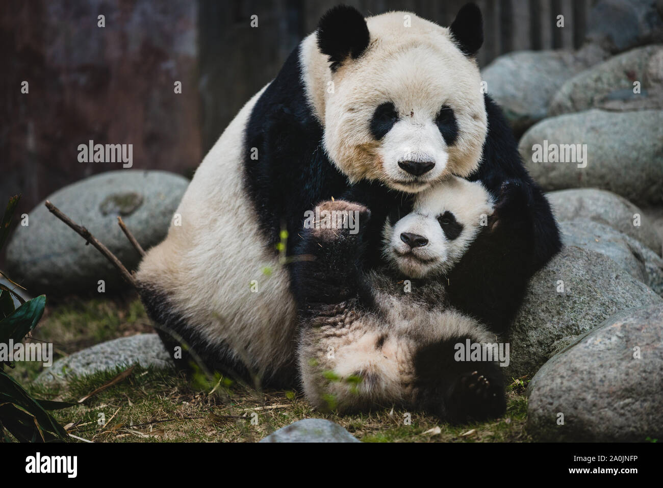 Panda baby mother hi-res stock photography and images - Alamy