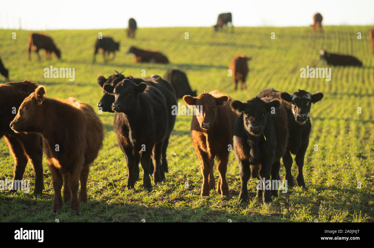 Young steers in field hi-res stock photography and images - Alamy