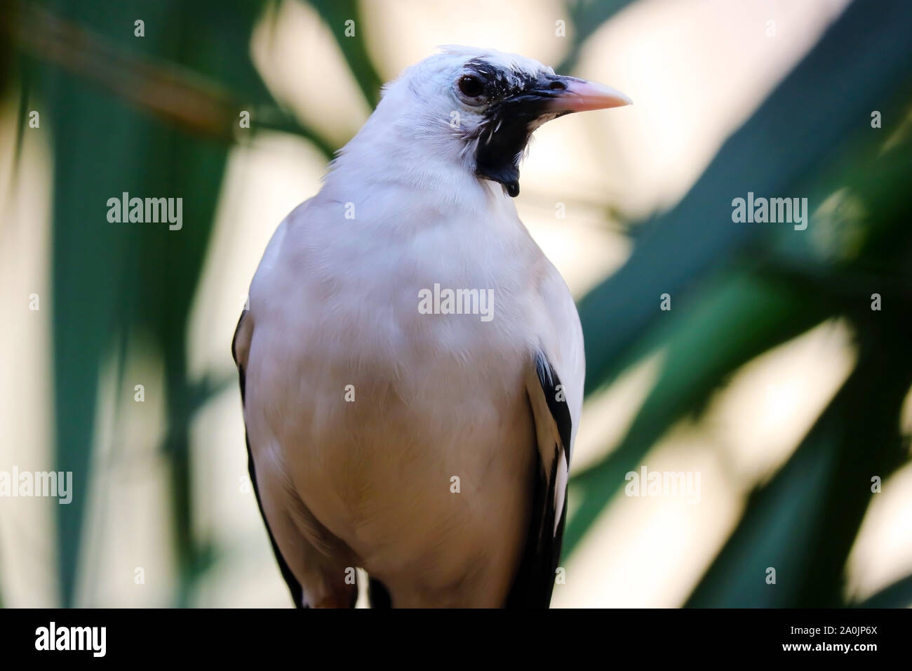 Wattled starling (creatophora cinerea) in frontal view in front of ...