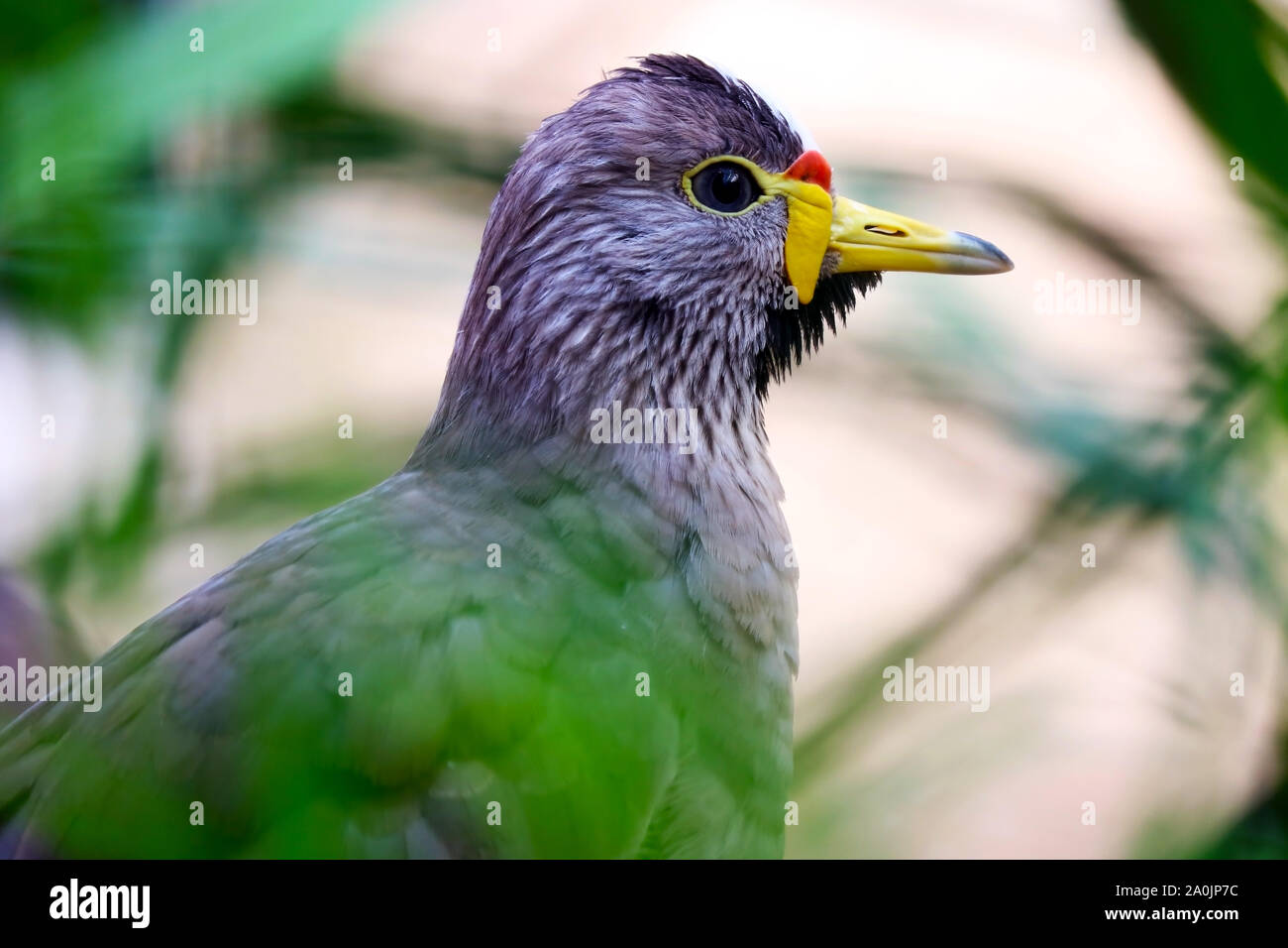 Masked lapwing eye hi-res stock photography and images - Alamy